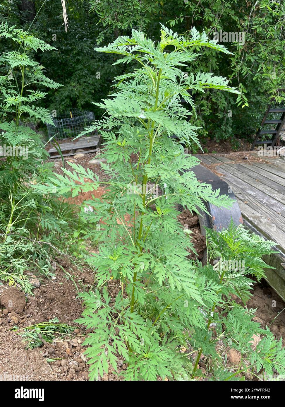 common ragweed (Ambrosia artemisiifolia Stock Photo - Alamy