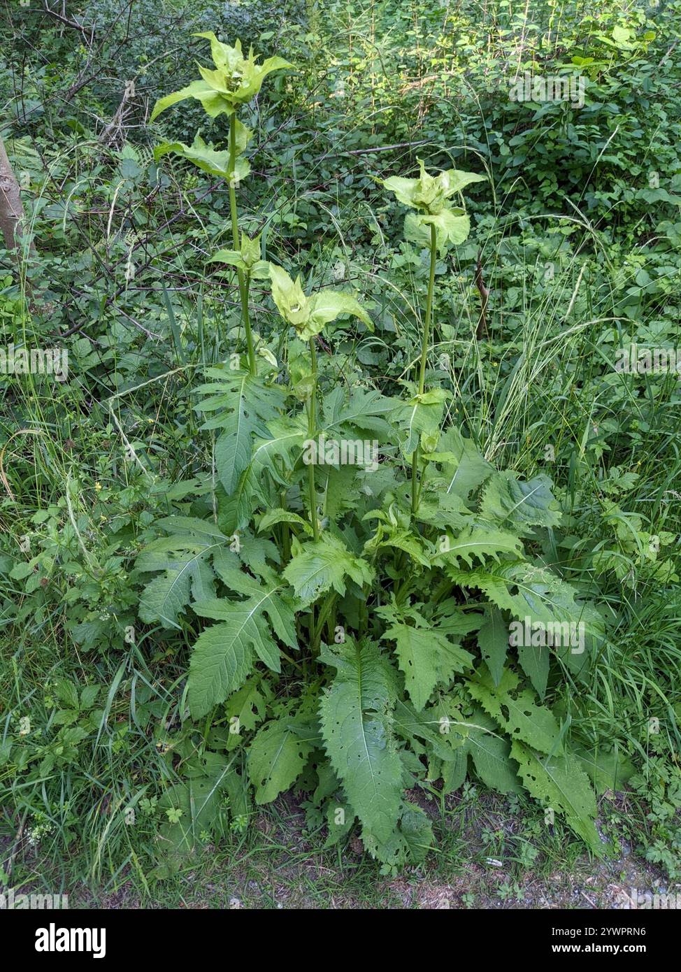 Cabbage Thistle (Cirsium oleraceum Stock Photo - Alamy