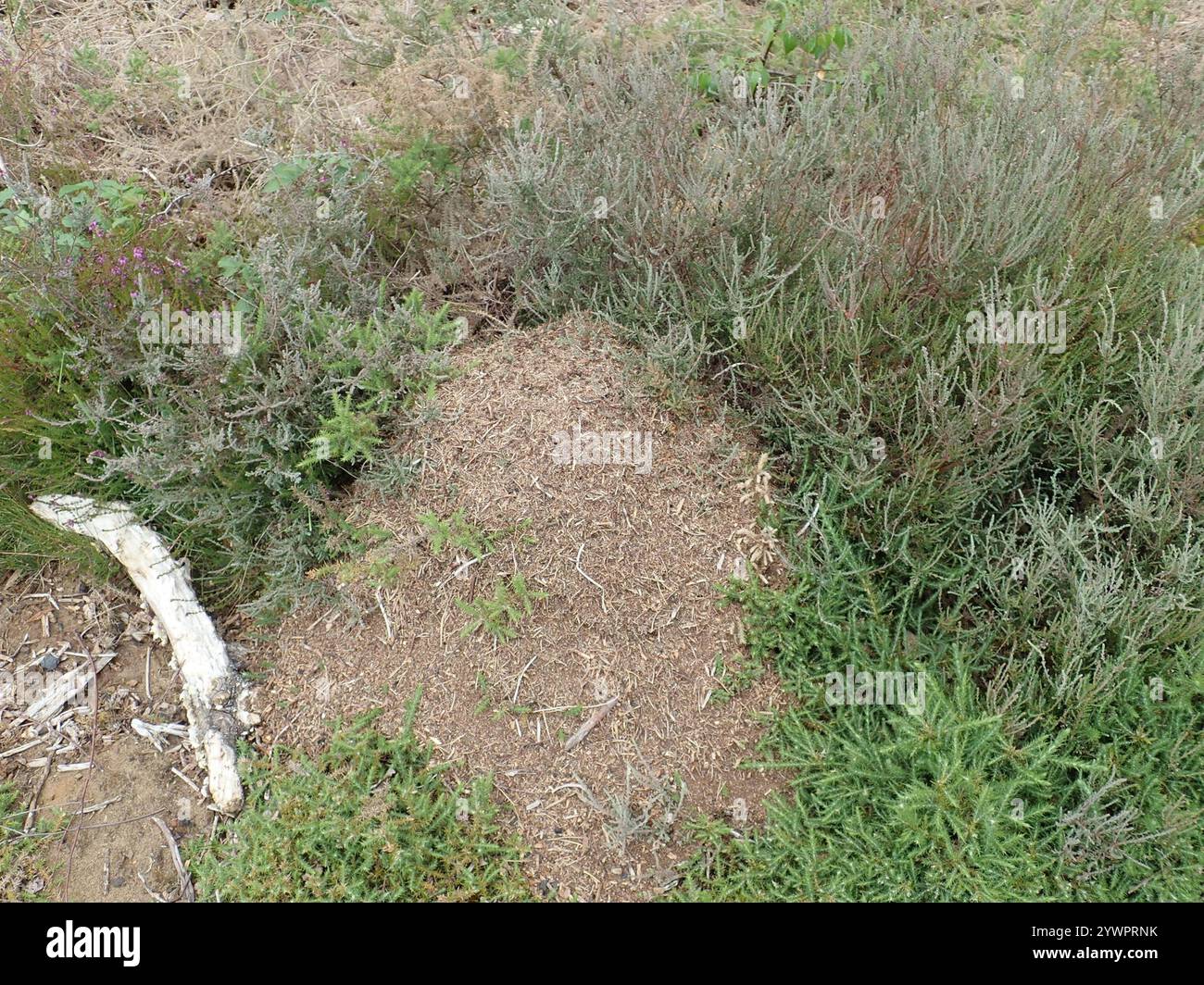 Hybrid Wood Ant (Formica polyctena × rufa Stock Photo - Alamy