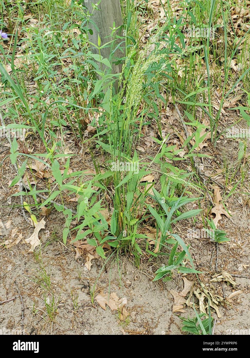 Prairie Junegrass (Koeleria macrantha Stock Photo - Alamy