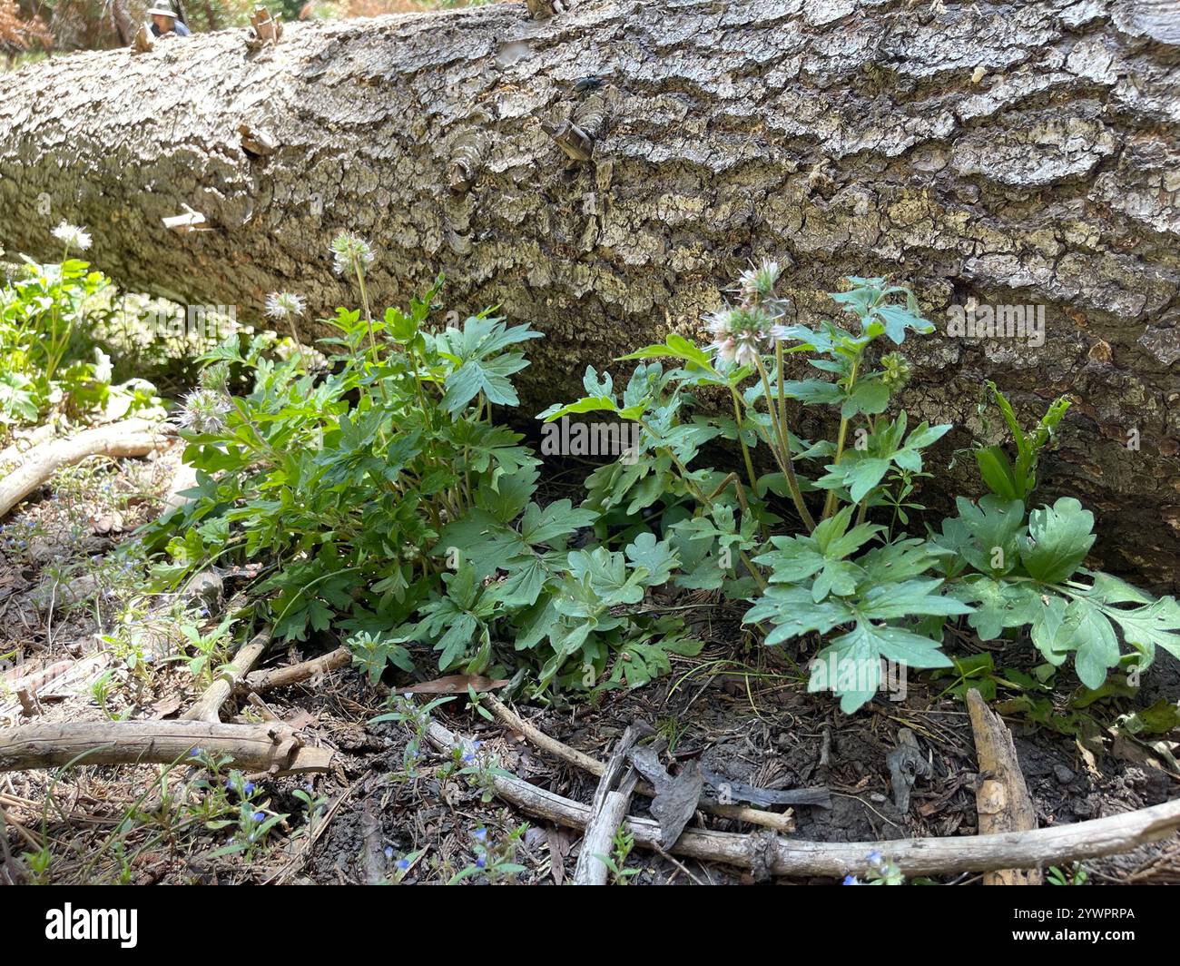 western waterleaf (Hydrophyllum occidentale Stock Photo - Alamy