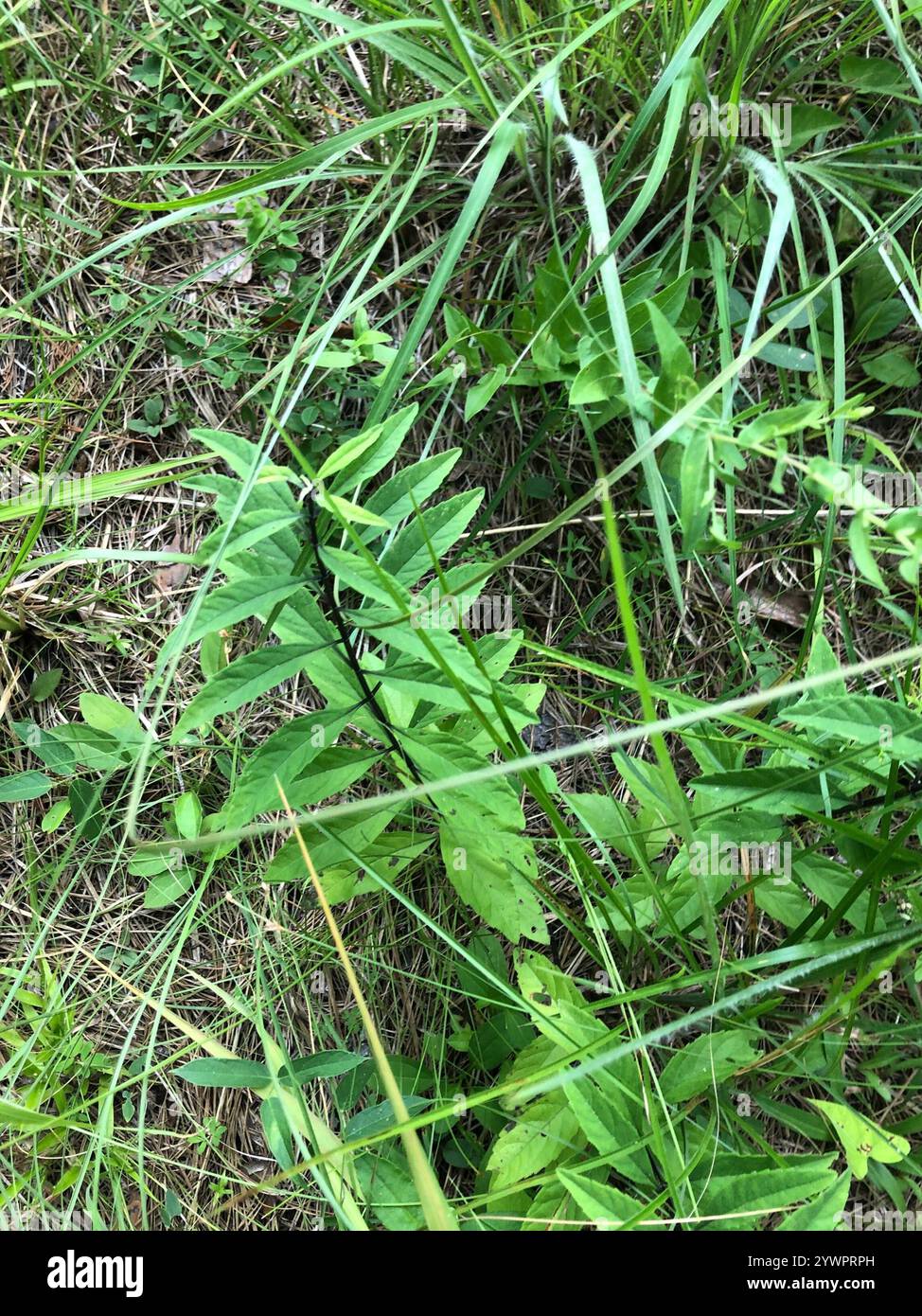 Prairie Sage (Salvia azurea grandiflora Stock Photo - Alamy