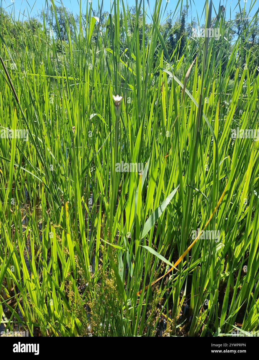Junceus hi-res stock photography and images - Alamy