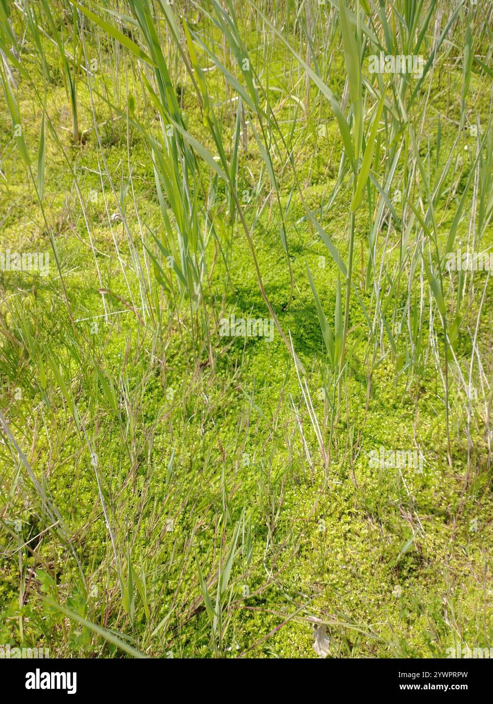 New Zealand pygmyweed (Crassula helmsii Stock Photo - Alamy