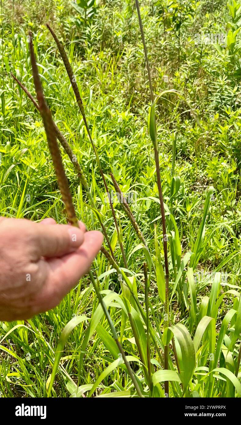 eastern gamagrass (Tripsacum dactyloides Stock Photo - Alamy