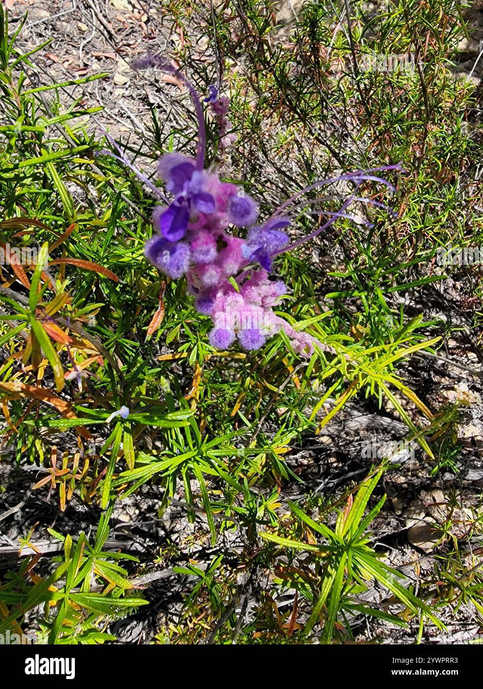 woolly bluecurls (Trichostema lanatum Stock Photo - Alamy