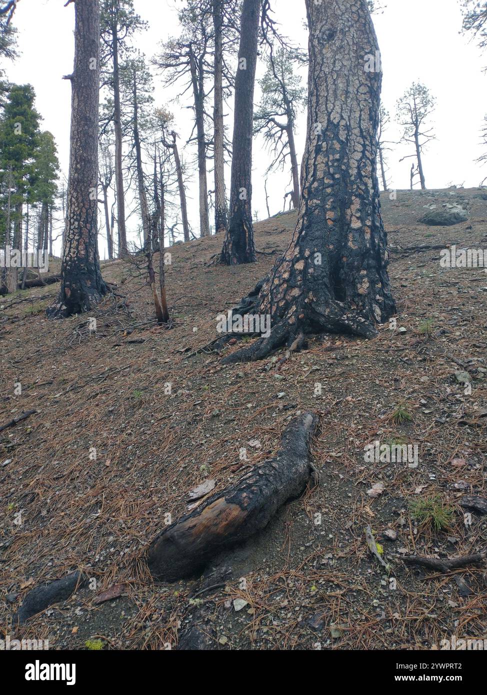 Jeffrey pine (Pinus jeffreyi Stock Photo - Alamy