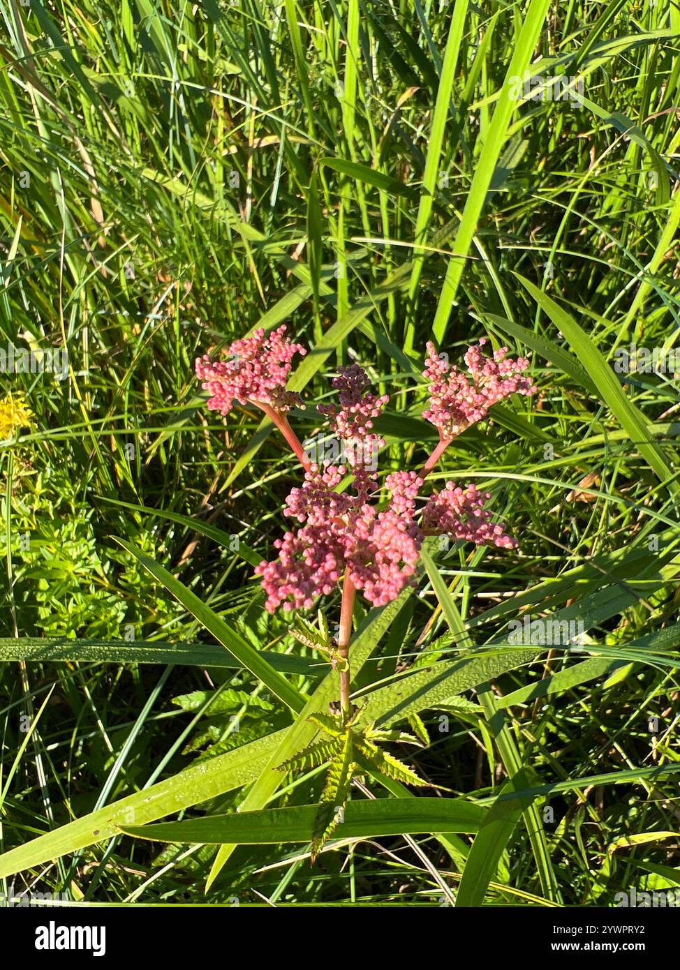 queen of the prairie (Filipendula rubra Stock Photo - Alamy
