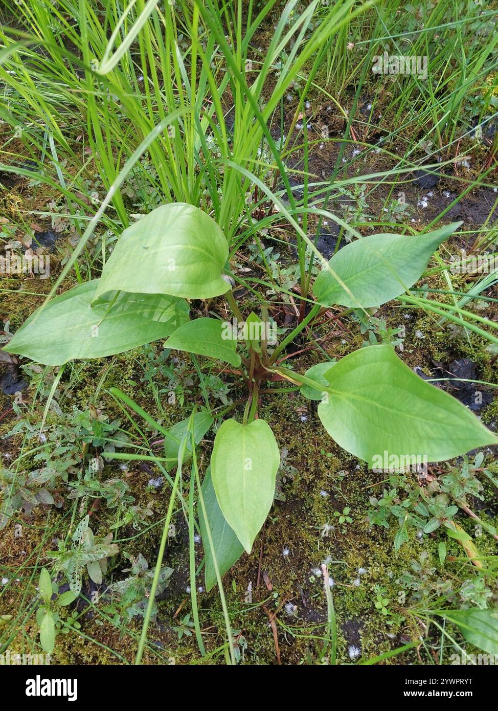 northern water-plantain (Alisma triviale Stock Photo - Alamy