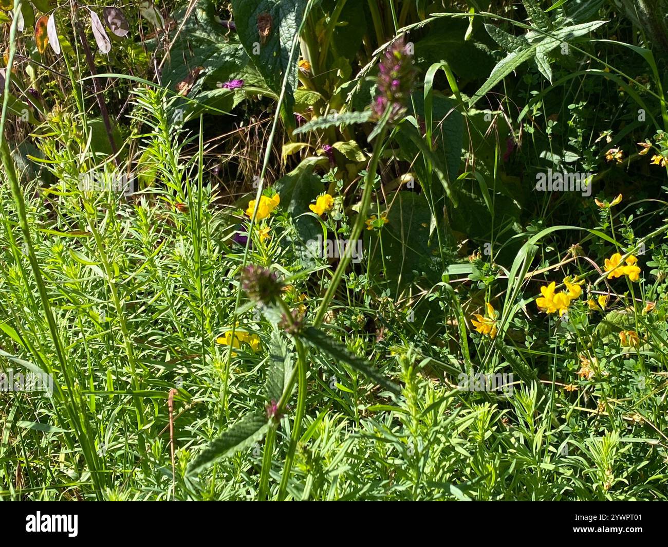 common hedge-nettle (Betonica officinalis Stock Photo - Alamy