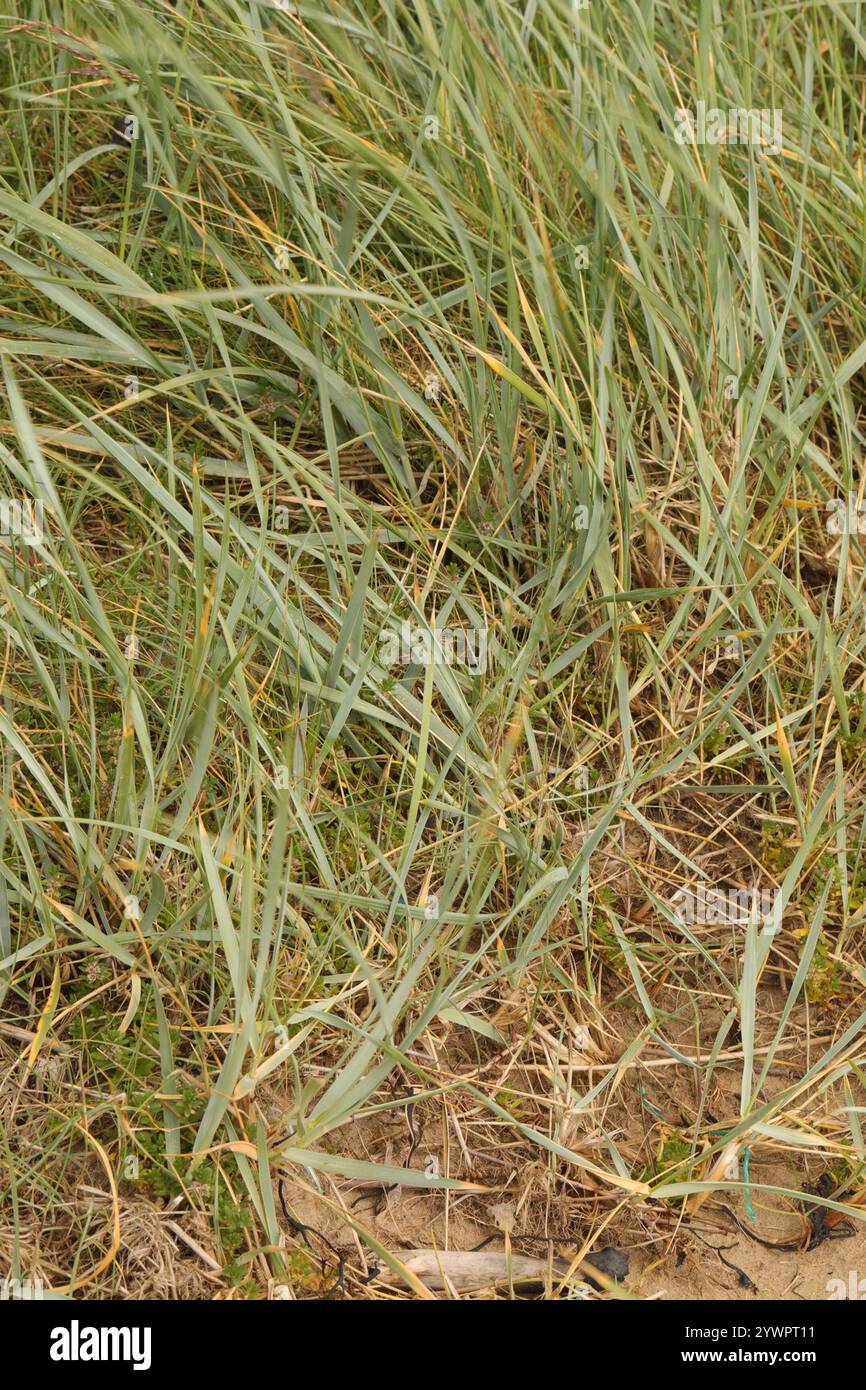 lyme grass (Leymus arenarius Stock Photo - Alamy