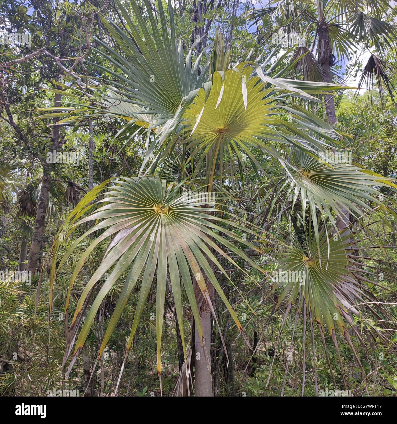 silver palms (Coccothrinax Stock Photo - Alamy