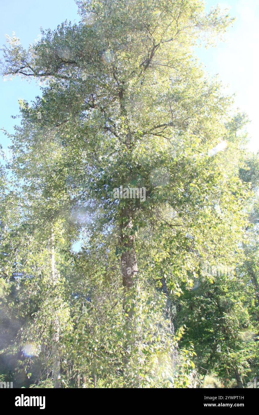 black cottonwood (Populus trichocarpa Stock Photo - Alamy