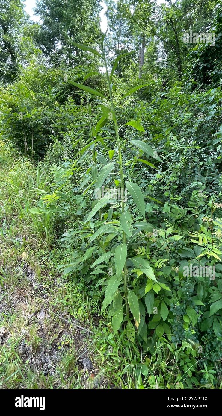 Wingstem (Verbesina alternifolia Stock Photo - Alamy