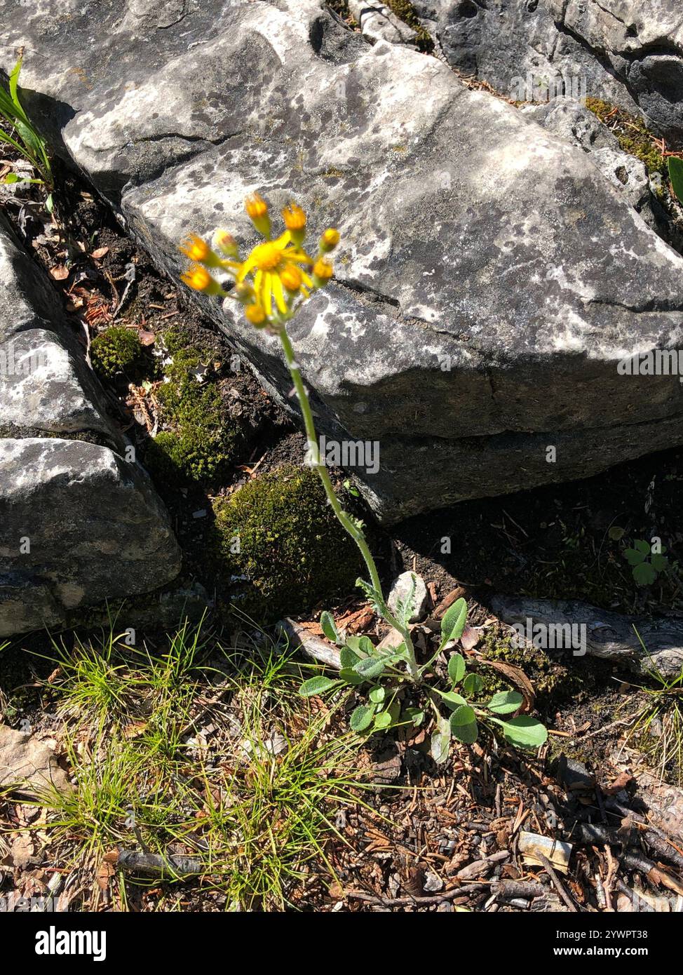 balsam ragwort (Packera paupercula Stock Photo - Alamy