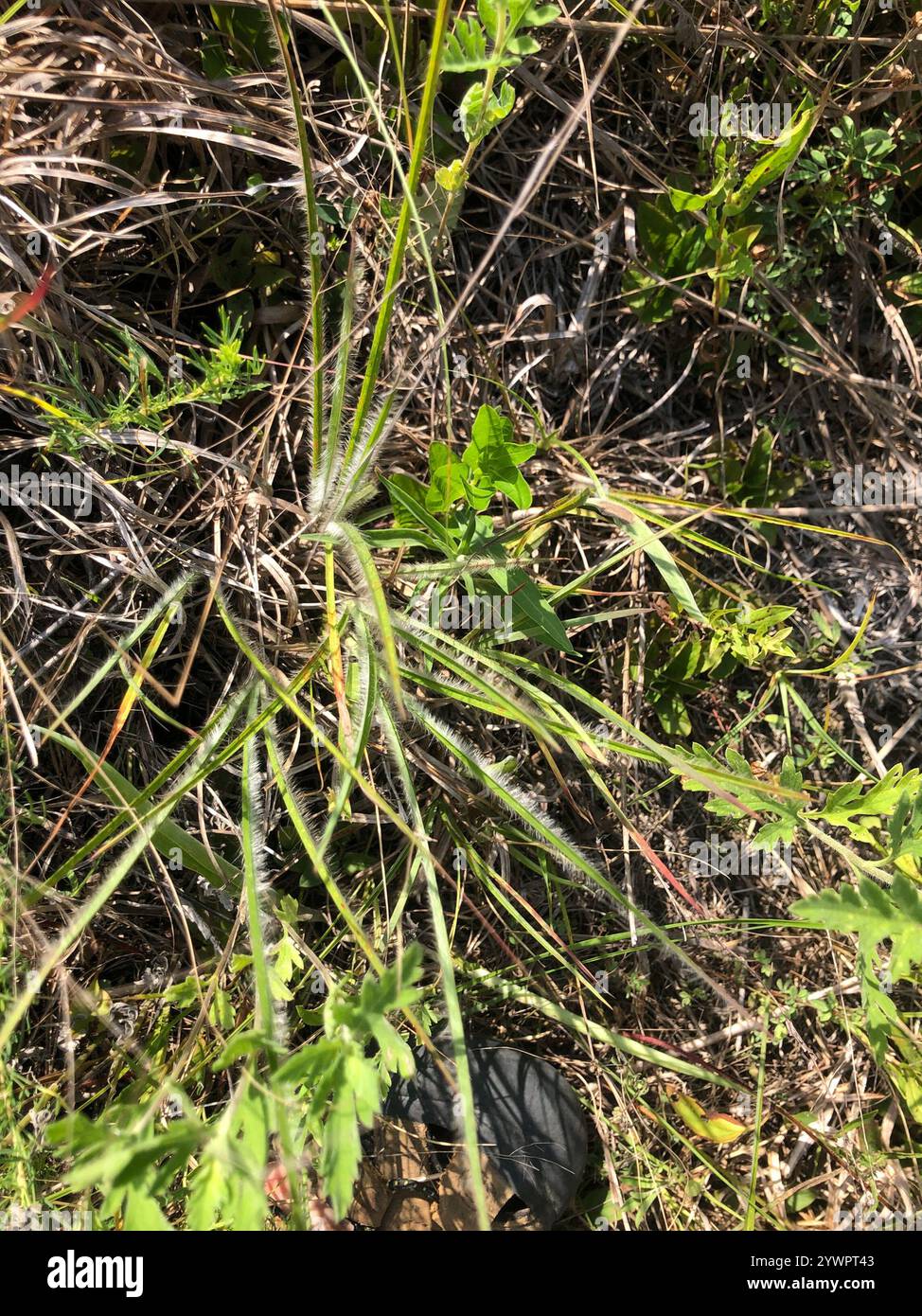 Florida paspalum (Paspalum floridanum Stock Photo - Alamy