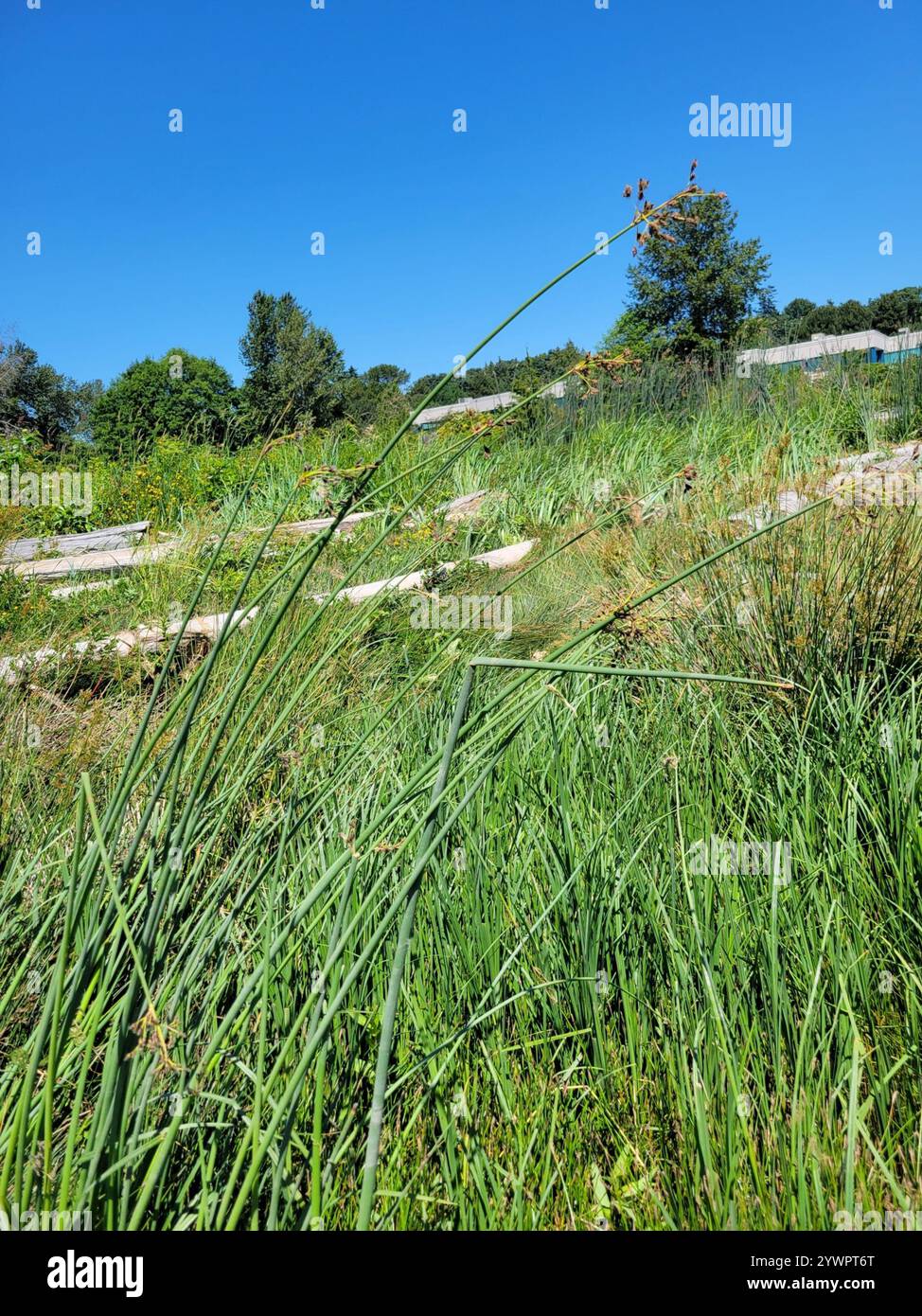 soft-stemmed bulrush (Schoenoplectus tabernaemontani Stock Photo - Alamy