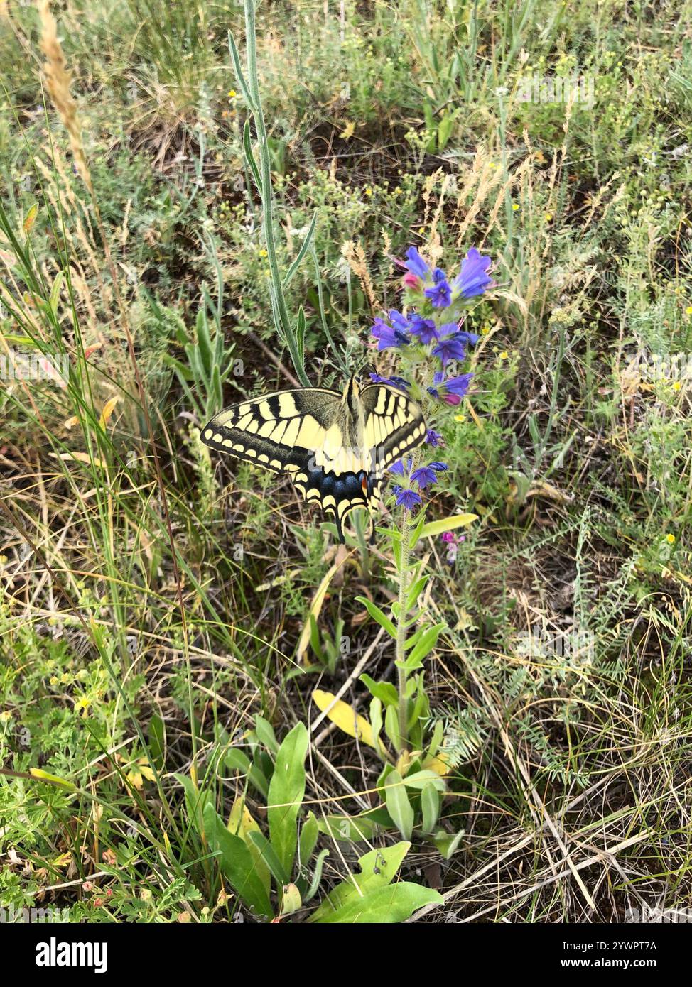 Old World Swallowtail (Papilio machaon Stock Photo - Alamy