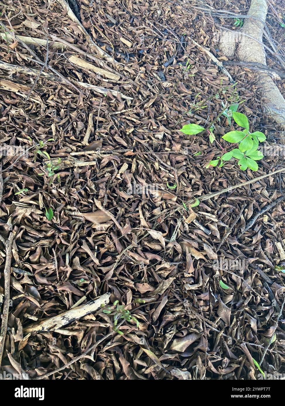 Gentian Noddingcaps (Triphora gentianoides Stock Photo - Alamy