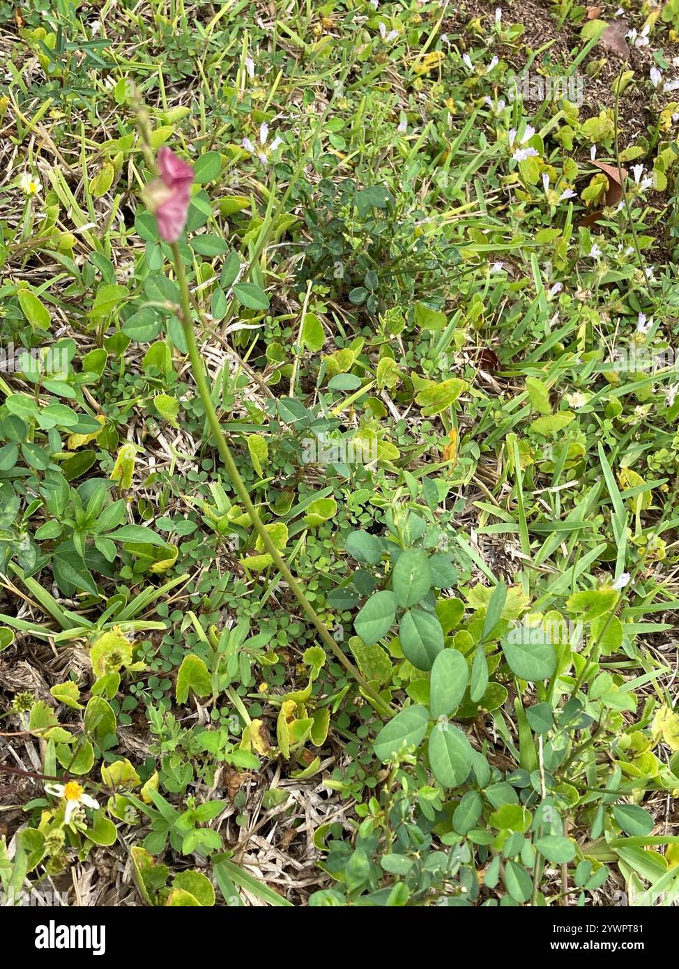 Phasey Bean (Macroptilium lathyroides Stock Photo - Alamy