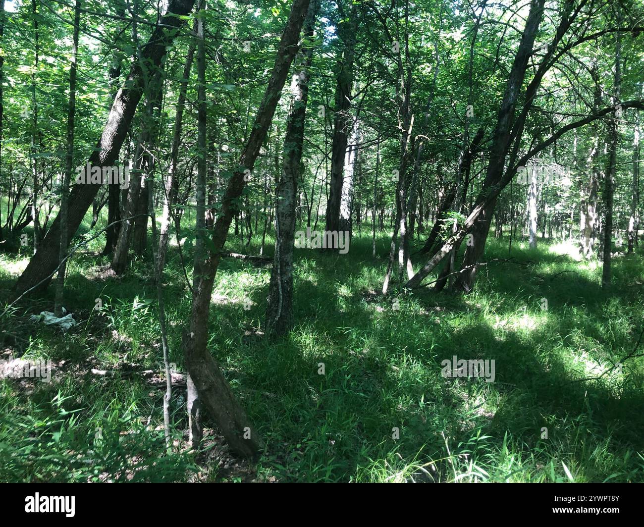Cherokee sedge (Carex cherokeensis Stock Photo - Alamy