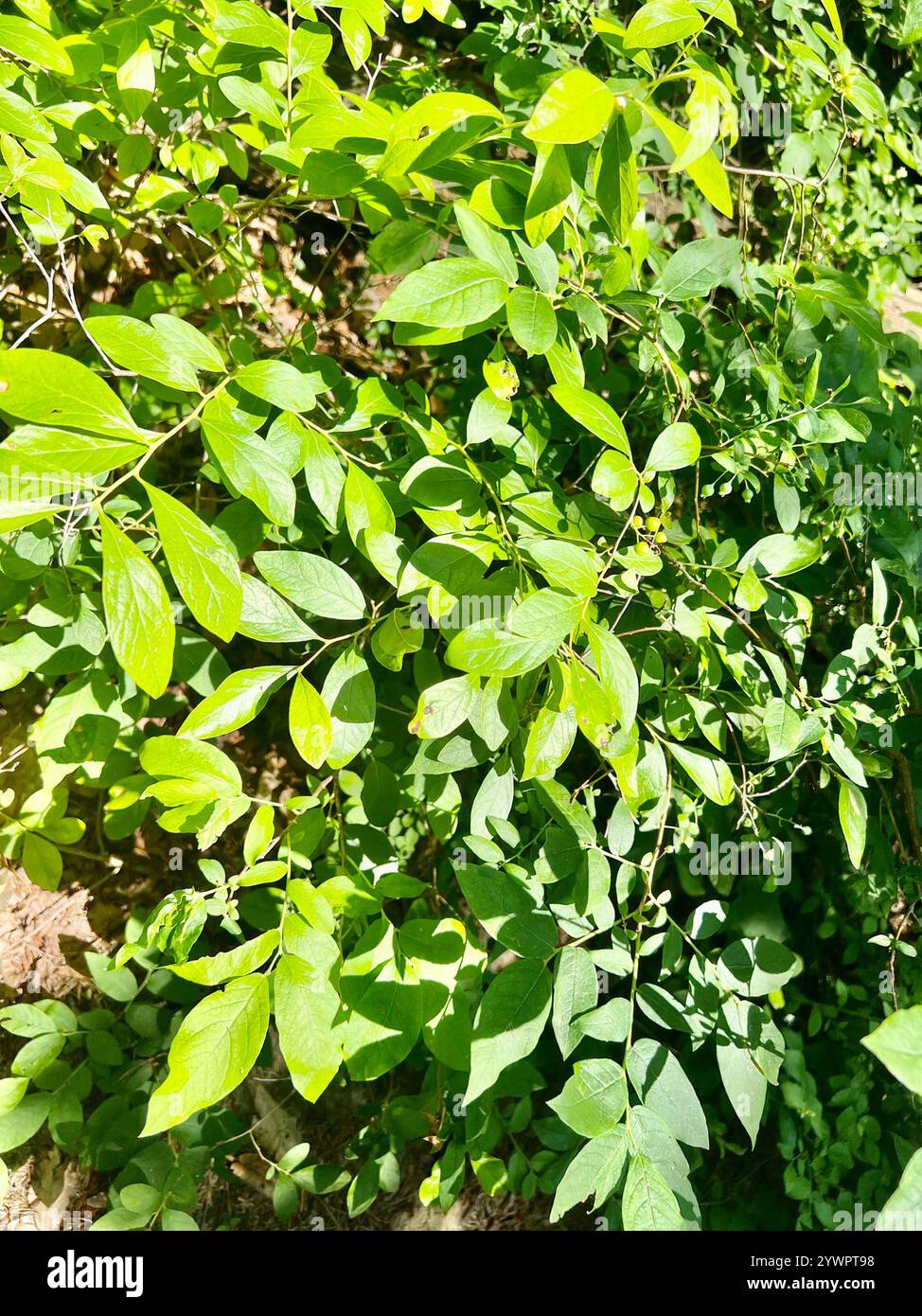black huckleberry (Gaylussacia baccata Stock Photo - Alamy