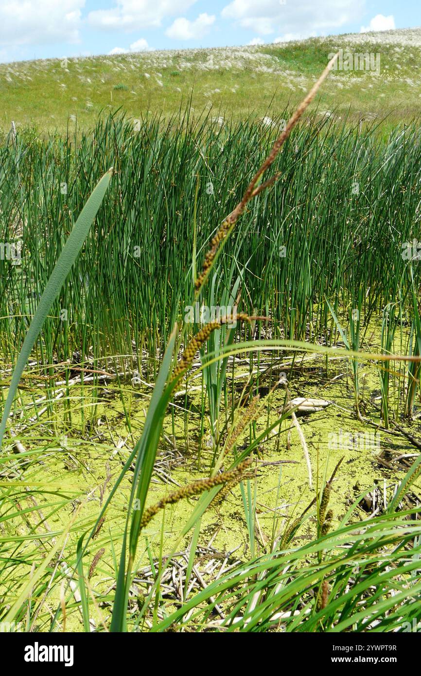 slender tufted-sedge (Carex acuta Stock Photo - Alamy