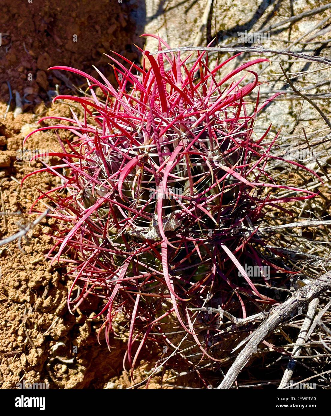 Fire Barrel Cactus (Ferocactus gracilis Stock Photo - Alamy