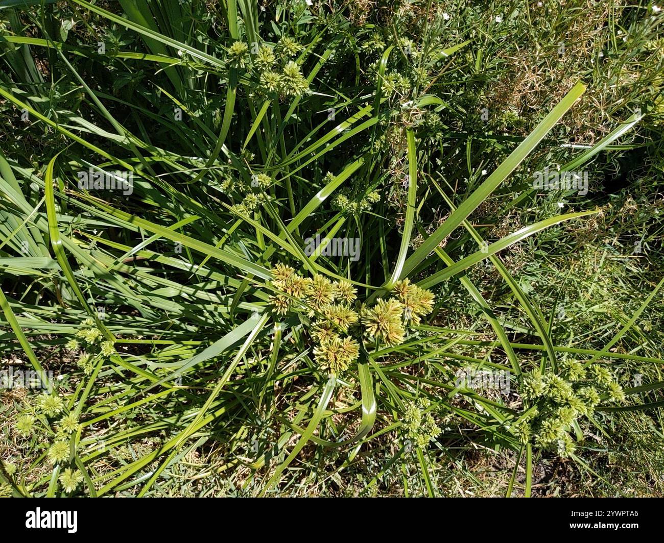 tall flatsedge (Cyperus eragrostis Stock Photo - Alamy