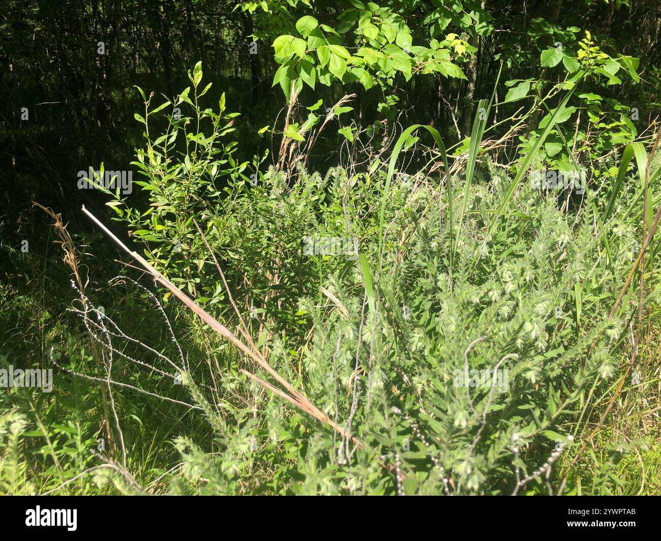 Marbleseed hi-res stock photography and images - Alamy