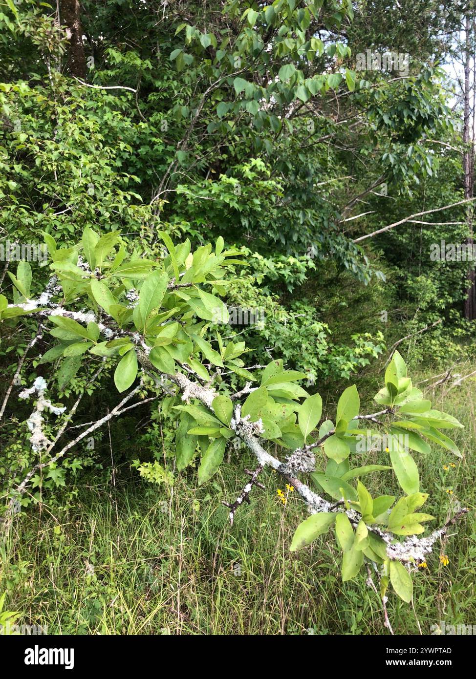 Buckthorn Bully (Sideroxylon lycioides Stock Photo - Alamy