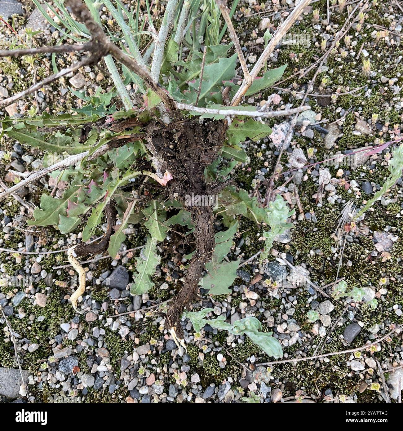 Rush Skeletonweed (Chondrilla juncea Stock Photo - Alamy