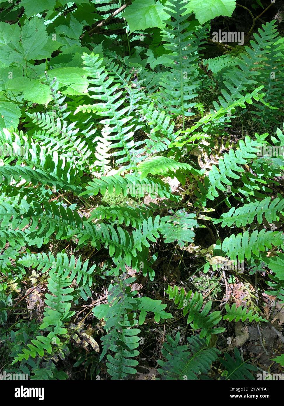 rock polypody (Polypodium virginianum Stock Photo - Alamy