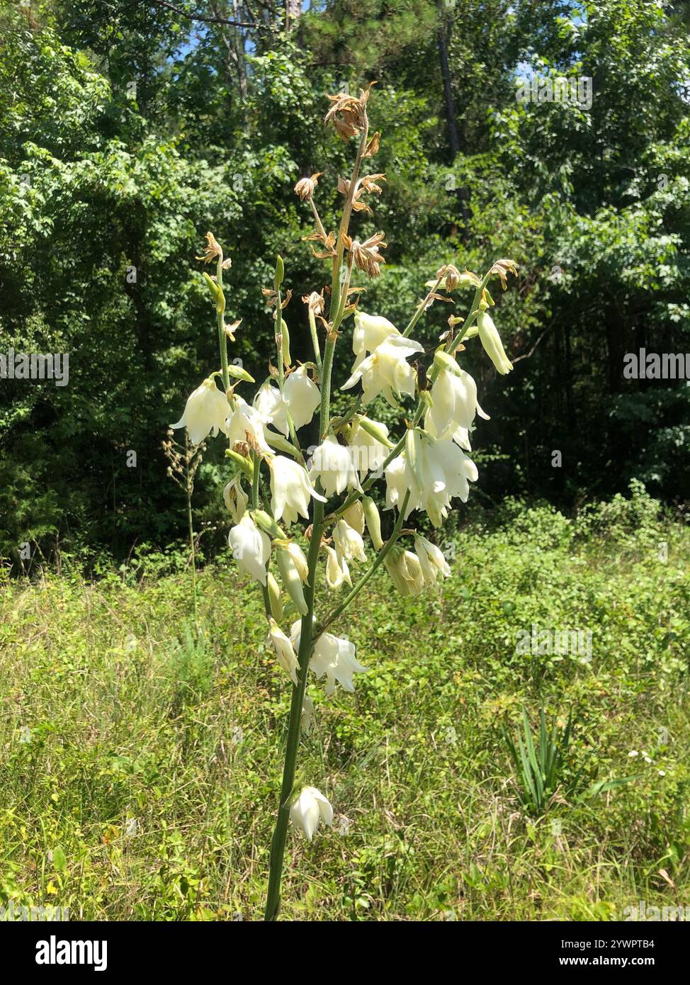 Weak leaf hi-res stock photography and images - Alamy
