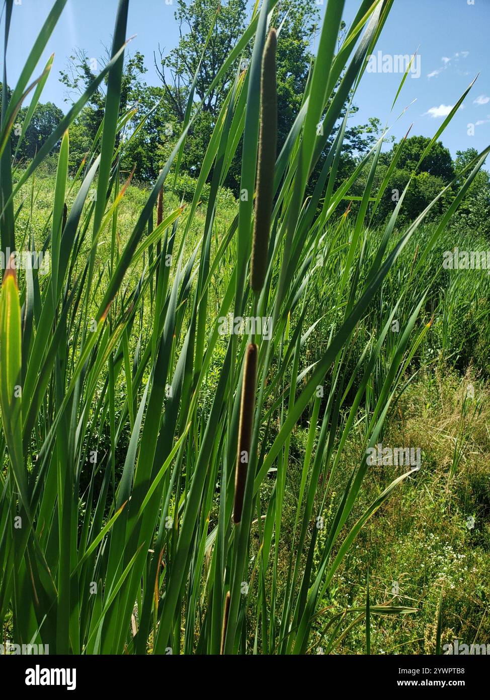 narrow-leaved cattail (Typha angustifolia Stock Photo - Alamy