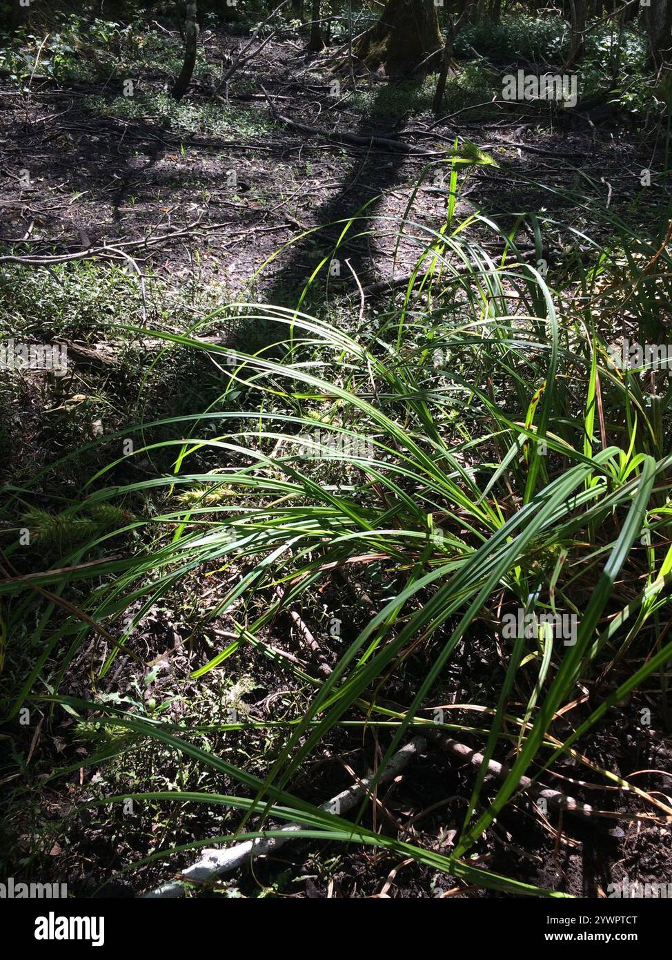 hop sedge (Carex lupulina Stock Photo - Alamy