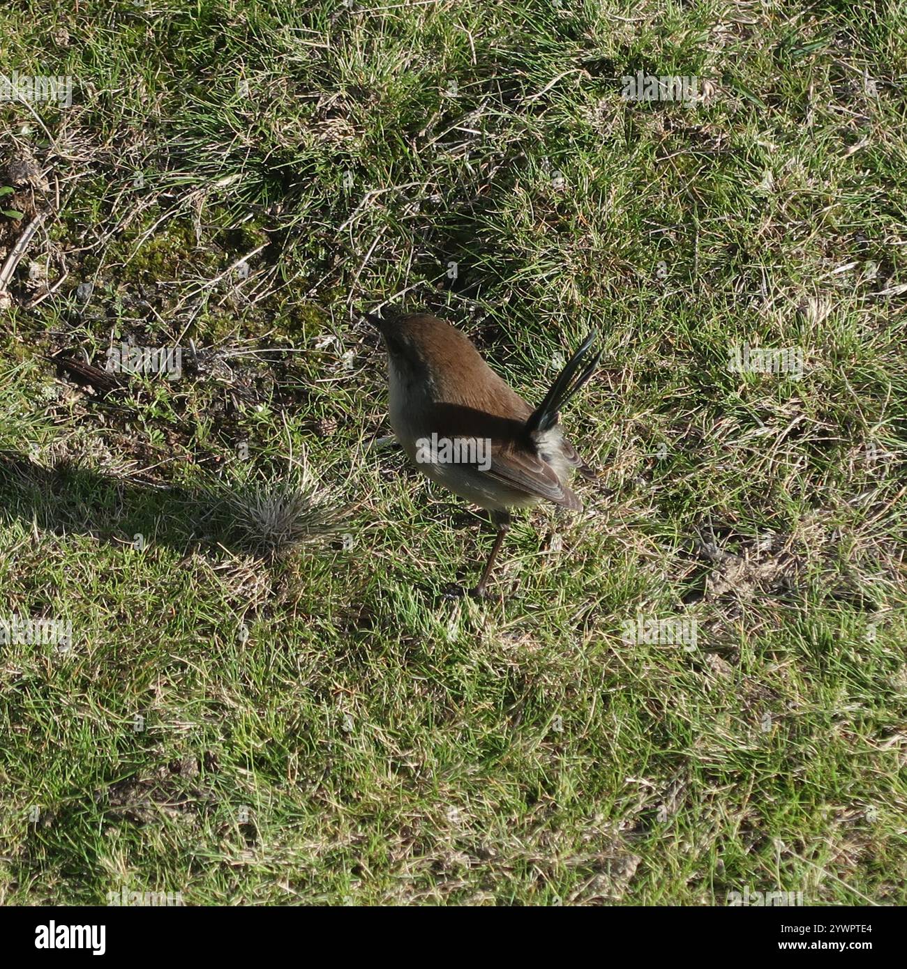Tasmanian Superb Fairywren (Malurus cyaneus cyaneus Stock Photo - Alamy