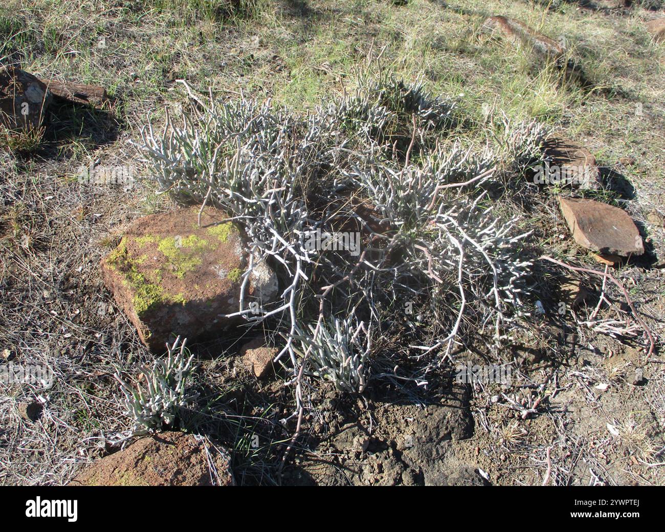 Caustic Vine (Cynanchum viminale Stock Photo - Alamy