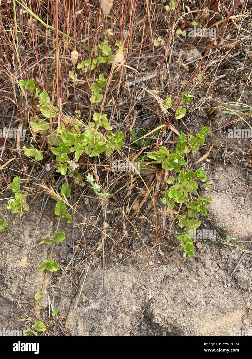 yerba buena (Clinopodium douglasii Stock Photo - Alamy