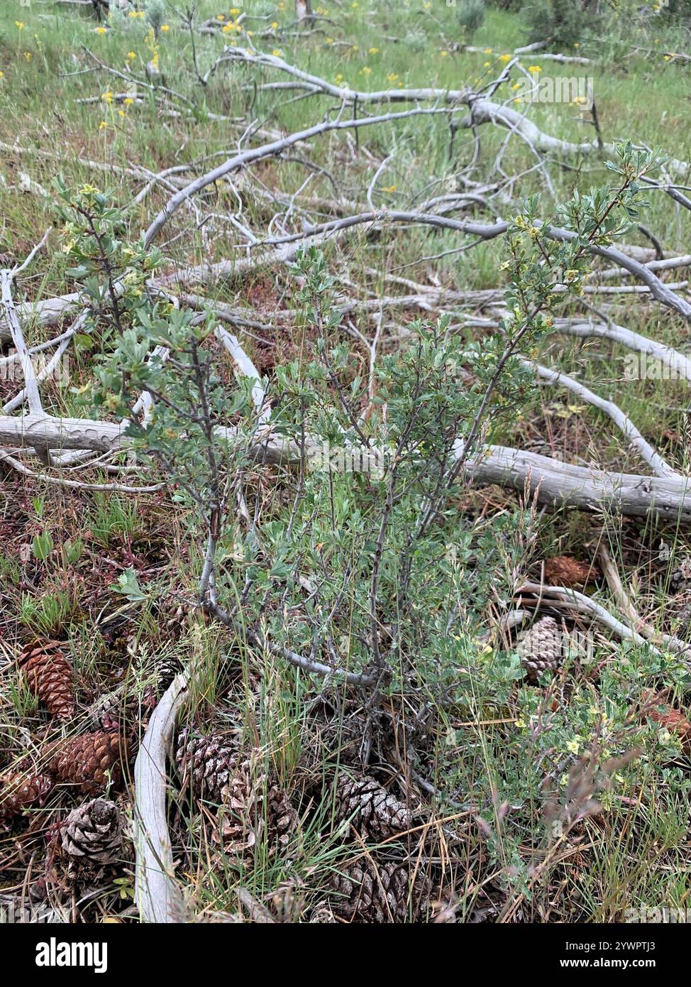 Antelope Bitterbrush (Purshia tridentata Stock Photo - Alamy