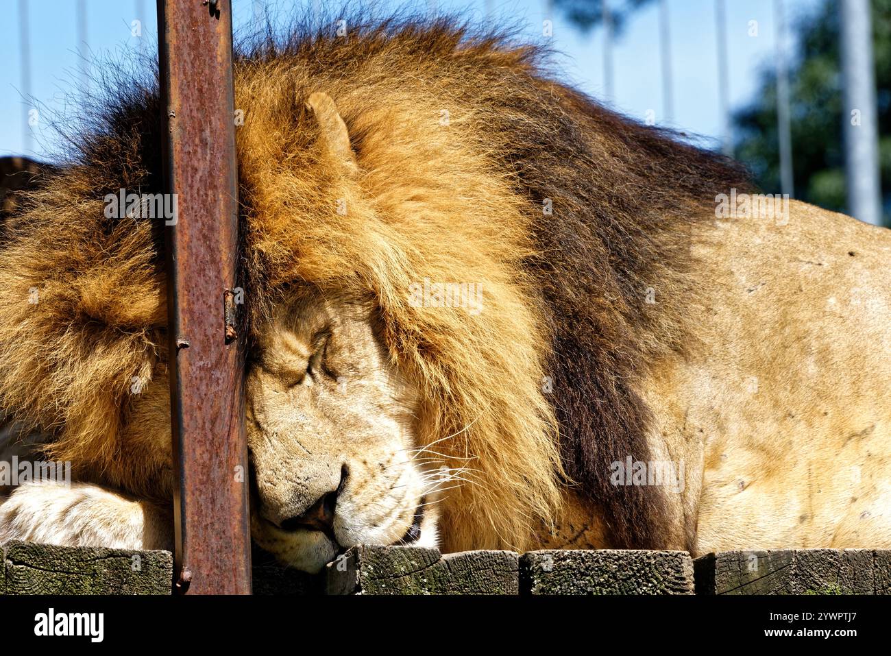 Zoo tabor hi-res stock photography and images - Alamy