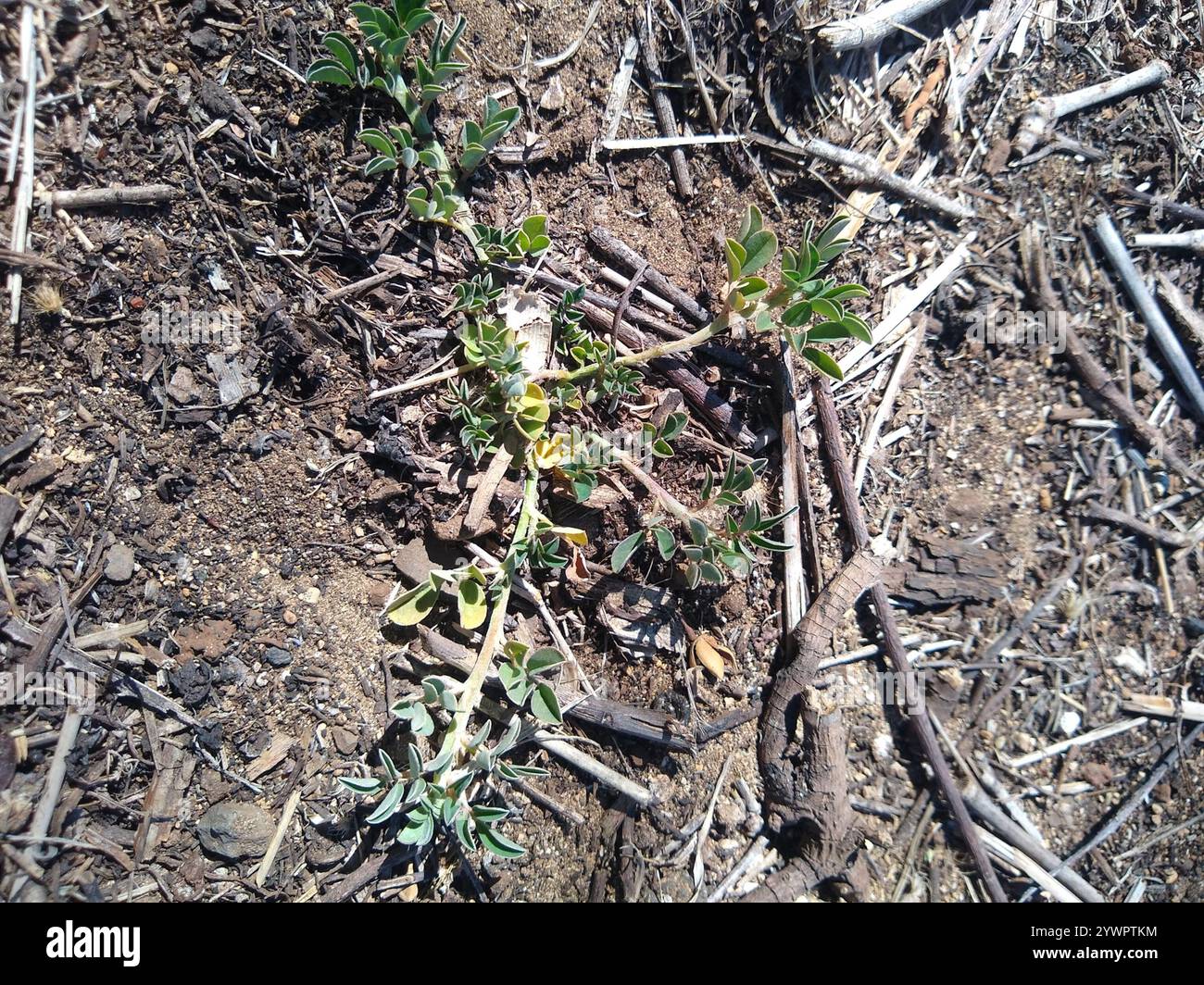 Creeping Indigo (Indigofera spicata Stock Photo - Alamy