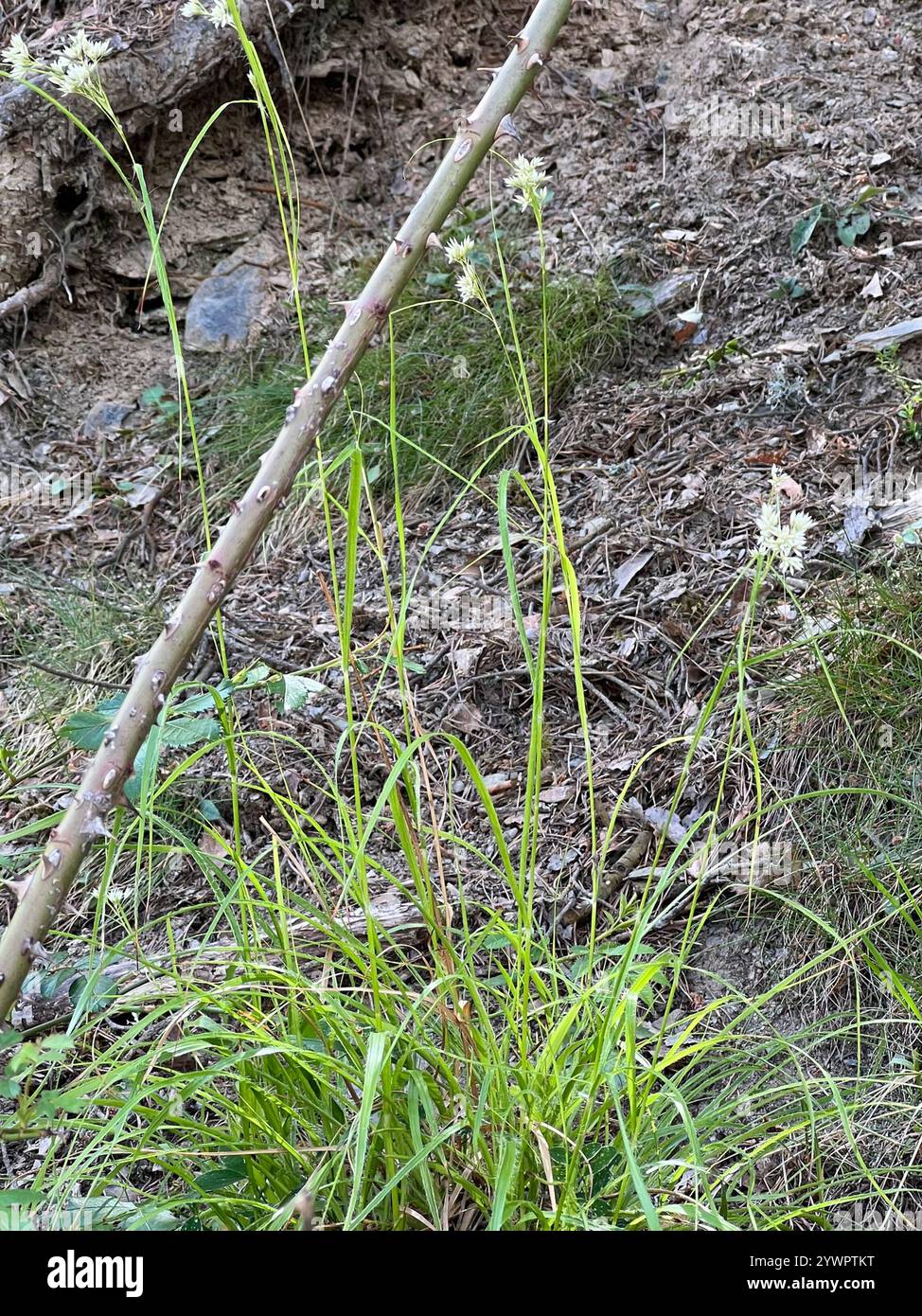 Snowy Woodrush (Luzula nivea Stock Photo - Alamy