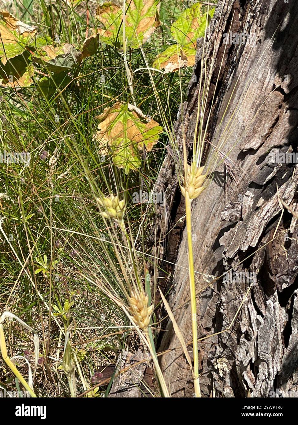 Common Barley (Hordeum vulgare Stock Photo - Alamy