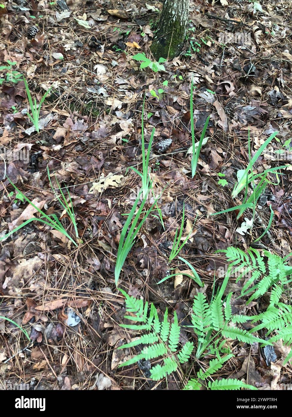 Inland Dwarf Iris (Iris verna smalliana Stock Photo - Alamy