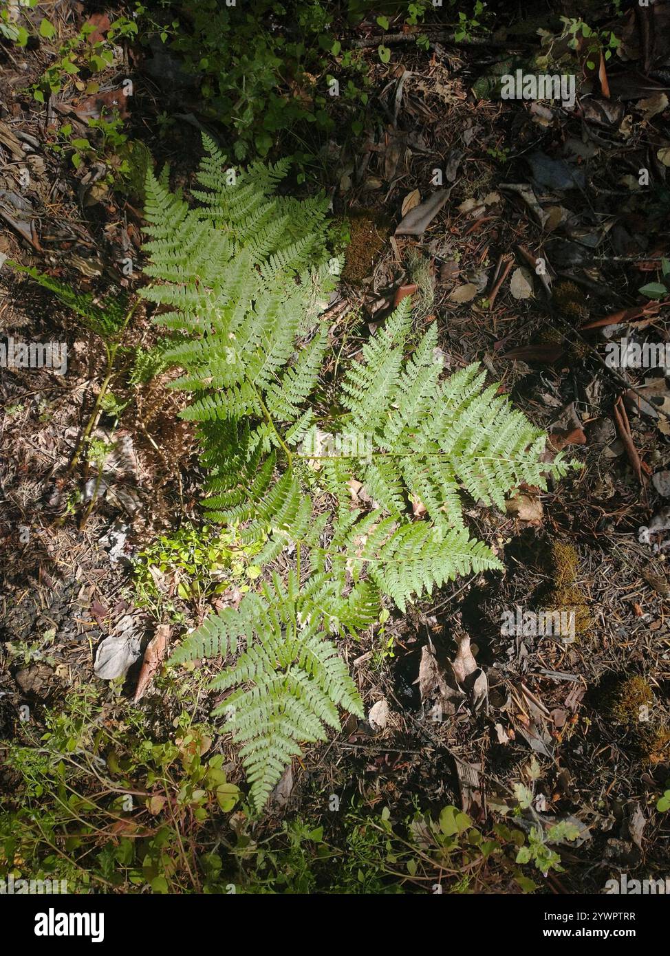 common bracken (Pteridium aquilinum Stock Photo - Alamy