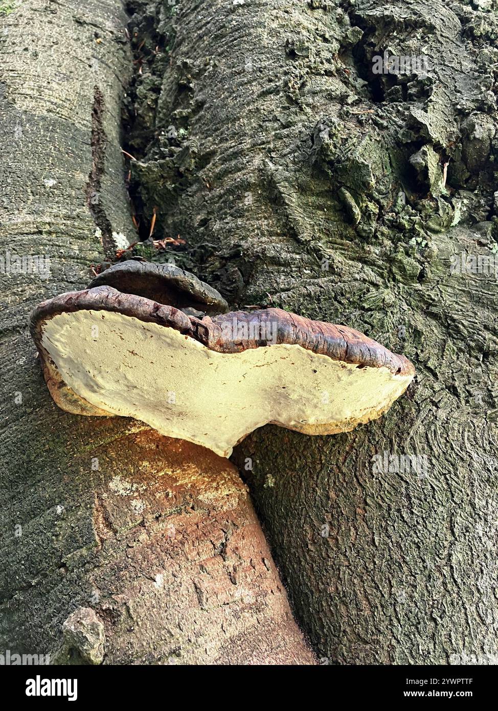Red-banded Polypore (Fomitopsis pinicola Stock Photo - Alamy
