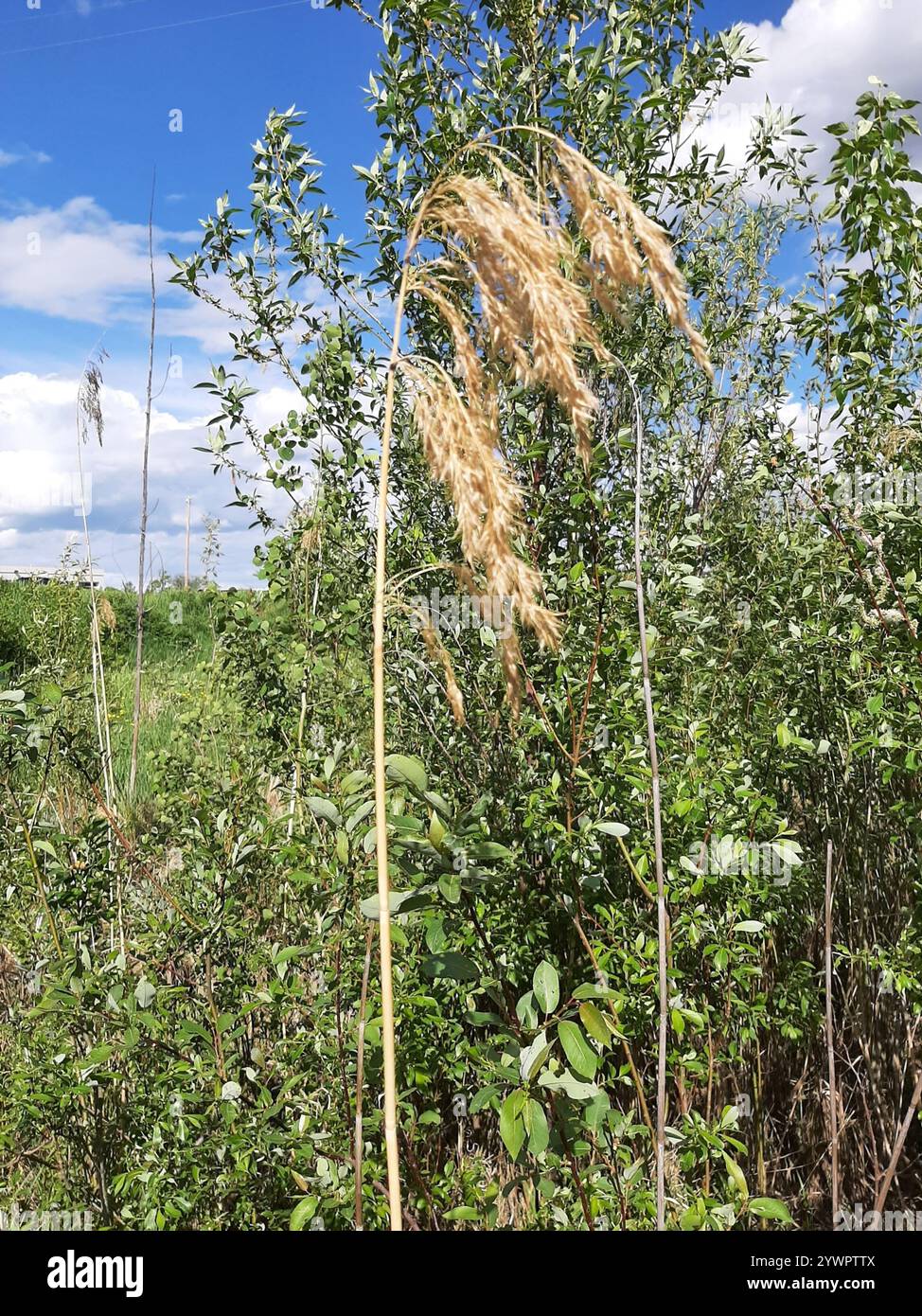 American common reed (Phragmites australis americanus Stock Photo - Alamy