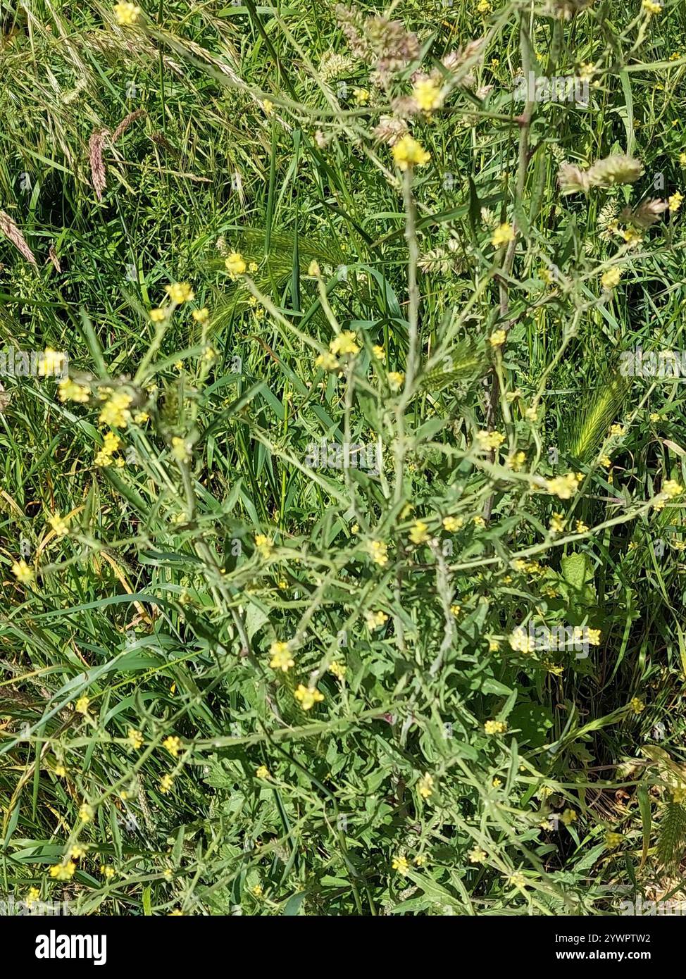 Hedge mustard (Sisymbrium officinale Stock Photo - Alamy