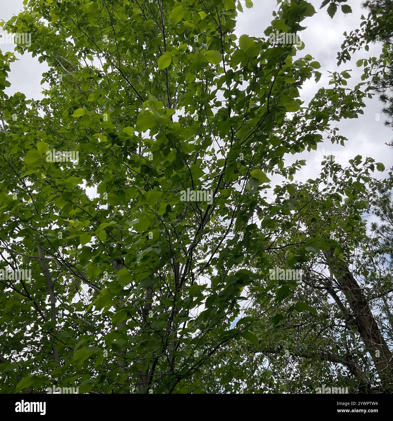 American elm (Ulmus americana Stock Photo - Alamy